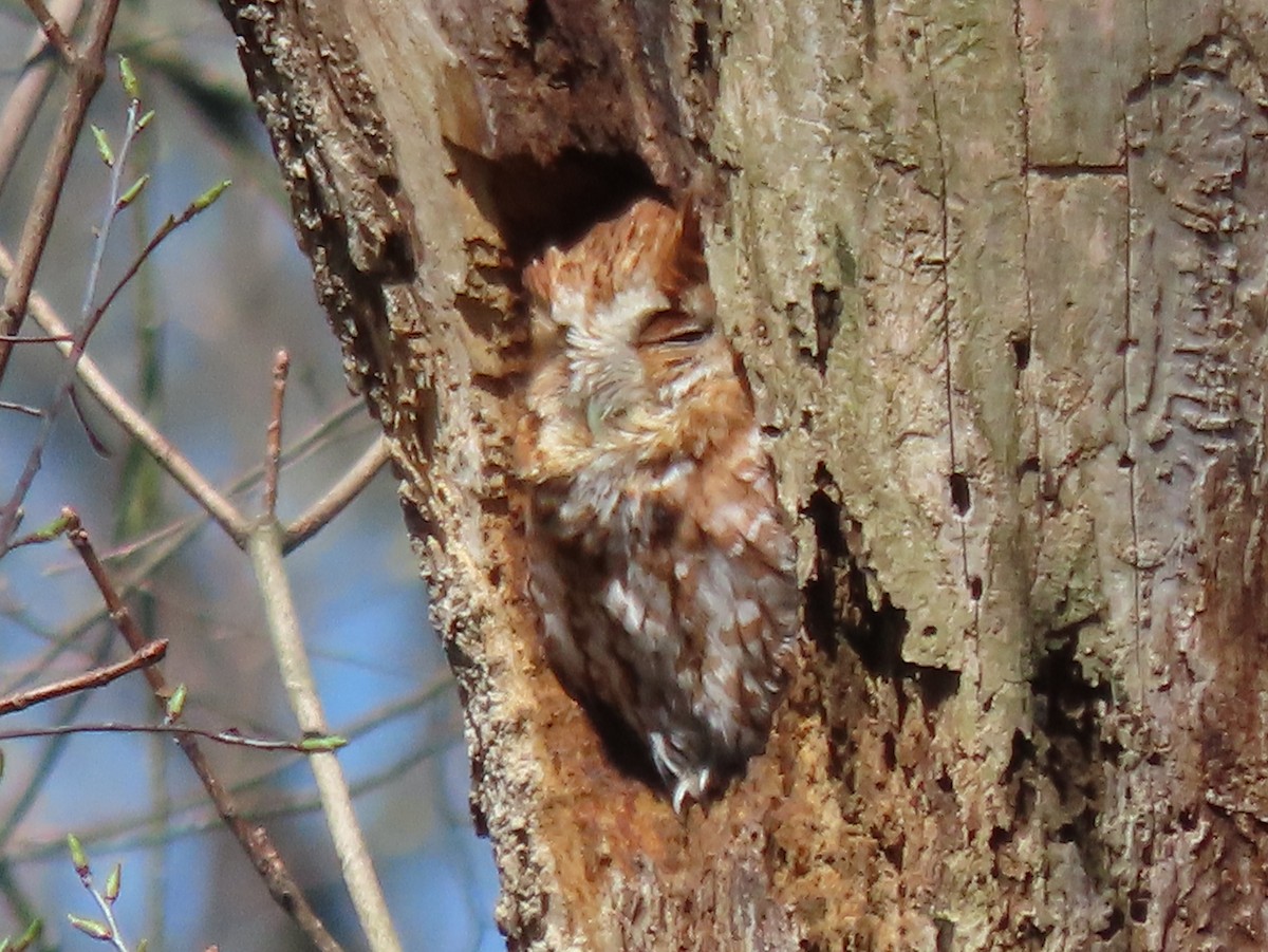 Pennsylvania Bird Atlas Checklist - 7 Apr 2024 - Beechwood Farms Nature Reserve - 33 species (+1 ...
