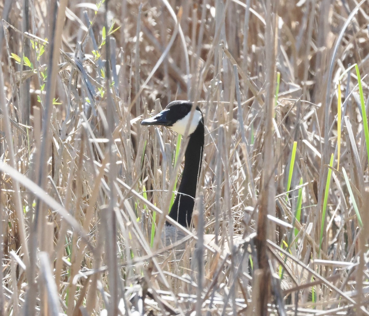 eBird Checklist - 8 Apr 2024 - Turtle Bay Bird Sanctuary - 42 species