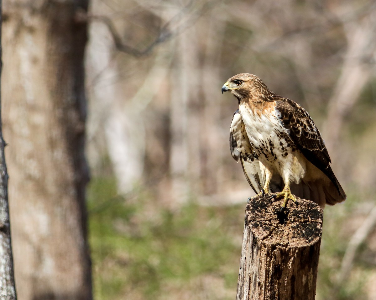 Red-tailed Hawk - Buteo jamaicensis - Media Search - Macaulay Library and eBird