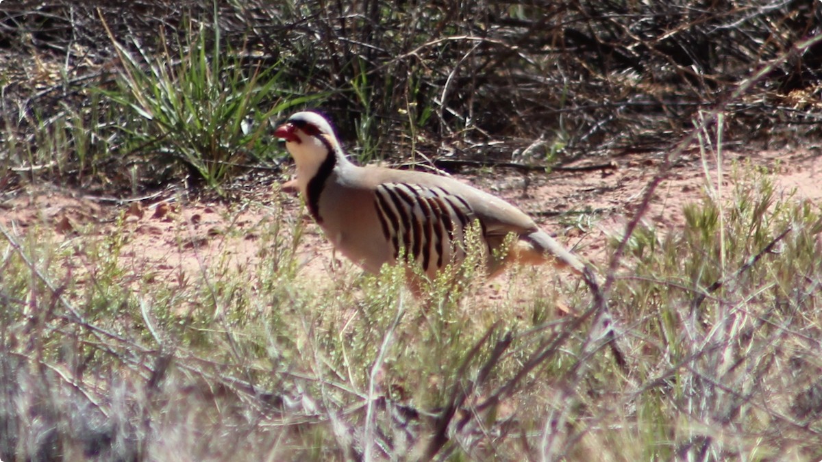 eBird Checklist - 9 Apr 2024 - Paria canyon hike - 20 species