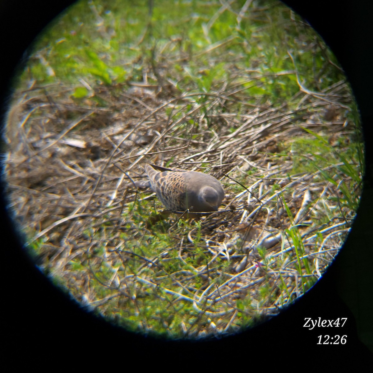 eBird Checklist - 10 Apr 2024 - 동구리저수지(Donggu-ri reservoir), Hwasun-eup ...
