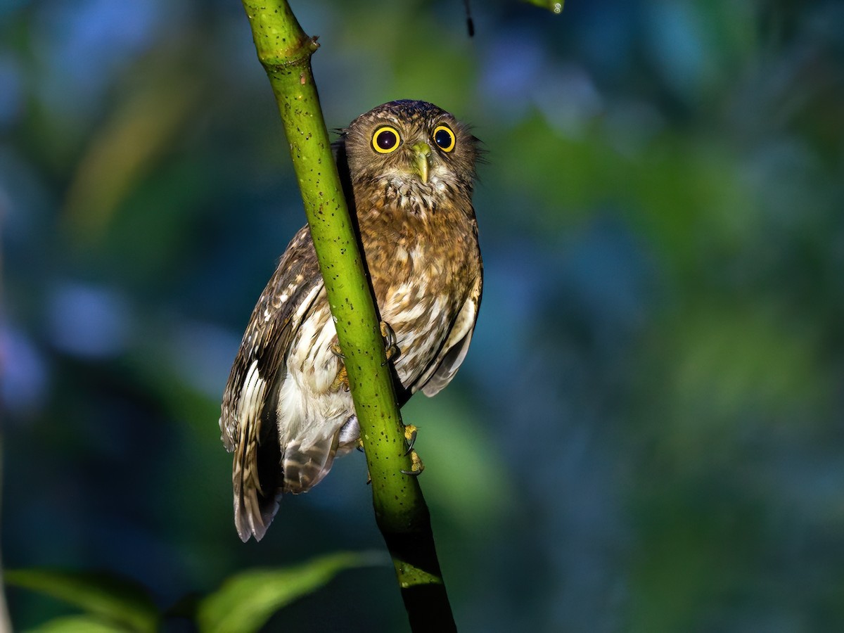 Mindanao Boobook - Ninox spilocephala - Birds of the World