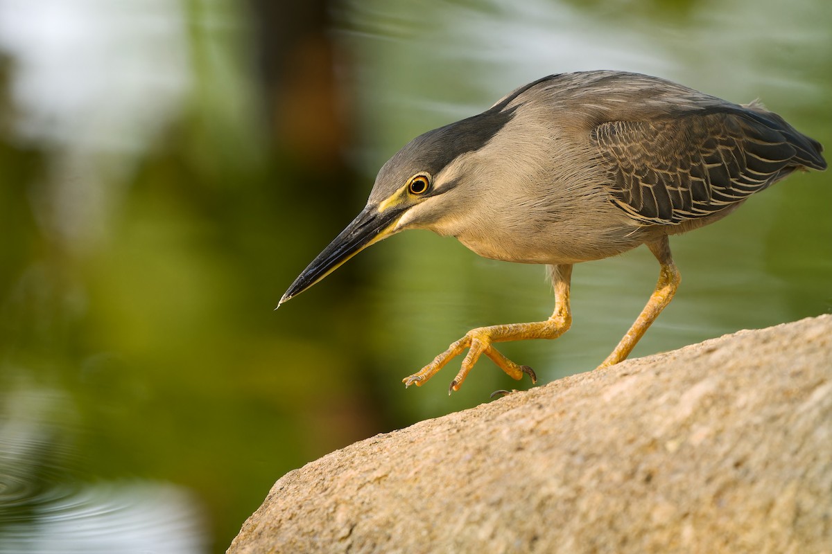 Chicuaco Cuello Gris [grupo atricapilla] - eBird