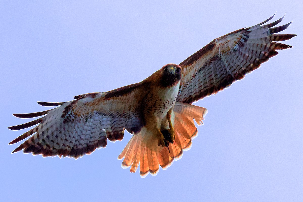 Red-tailed Hawk - Buteo jamaicensis - Media Search - Macaulay Library and eBird