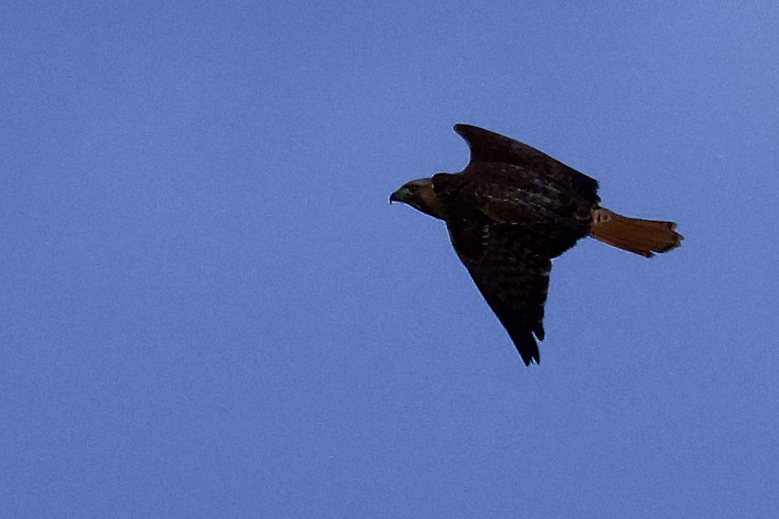 Red-tailed Hawk - Buteo jamaicensis - Media Search - Macaulay Library and eBird