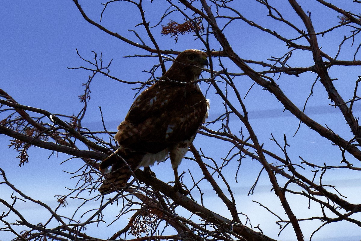 Red-tailed Hawk - Buteo jamaicensis - Media Search - Macaulay Library and eBird