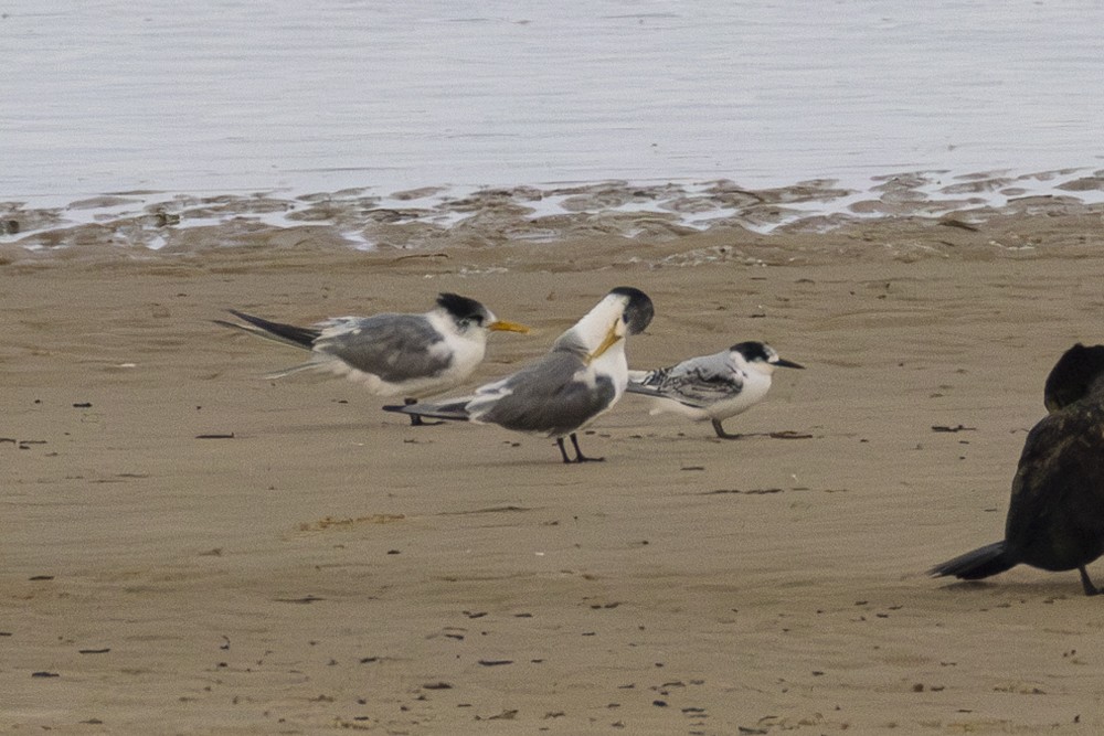 eBird Checklist - 8 Apr 2024 - Captain Stevensons Point - 1 species