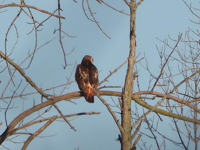 Red-tailed Hawk - Buteo jamaicensis - Media Search - Macaulay Library and eBird
