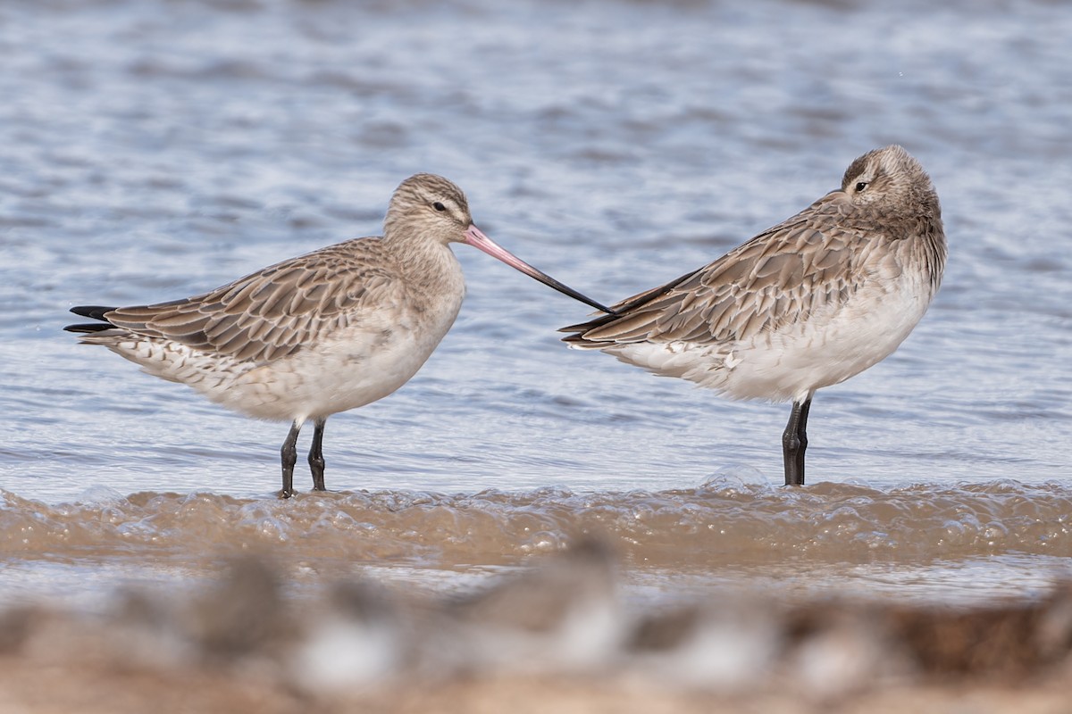 eBird Checklist - 10 Apr 2024 - Stockyard Point - 23 species