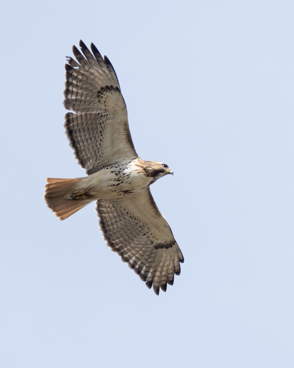 Red-tailed Hawk - Buteo jamaicensis - Media Search - Macaulay Library and eBird