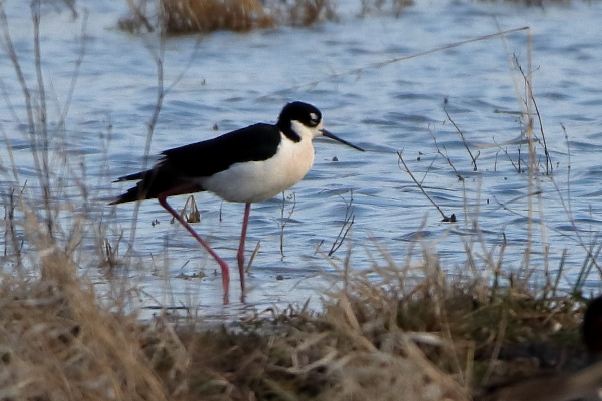 eBird Checklist - 9 Apr 2024 - 12875-12873 114th Street, Benton ...