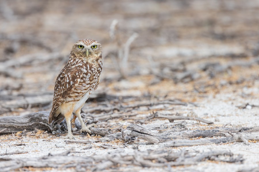 Burrowing Owl (guadeloupensis Group) - eBird
