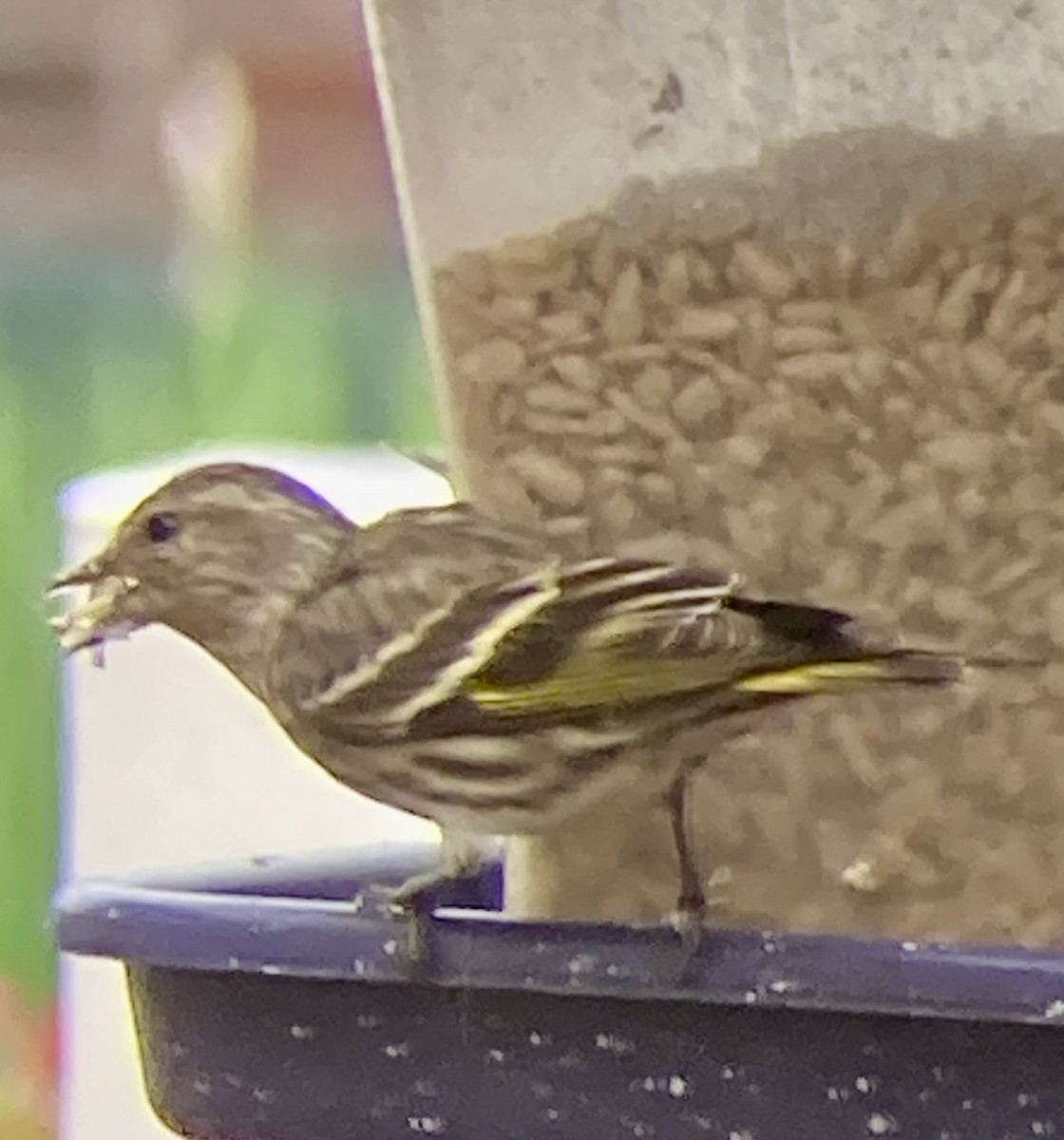 North Carolina Bird Atlas Checklist - 10 Apr 2024 - 112 Henry's Glen Dr, Morganton US-NC (35. ...