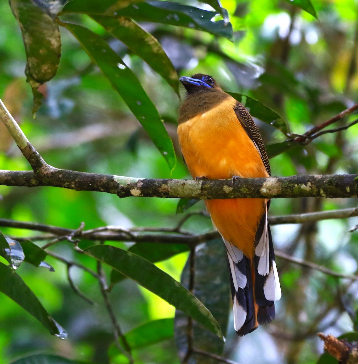 eBird Checklist - 10 Apr 2024 - Gunung Panti RF - 35 species