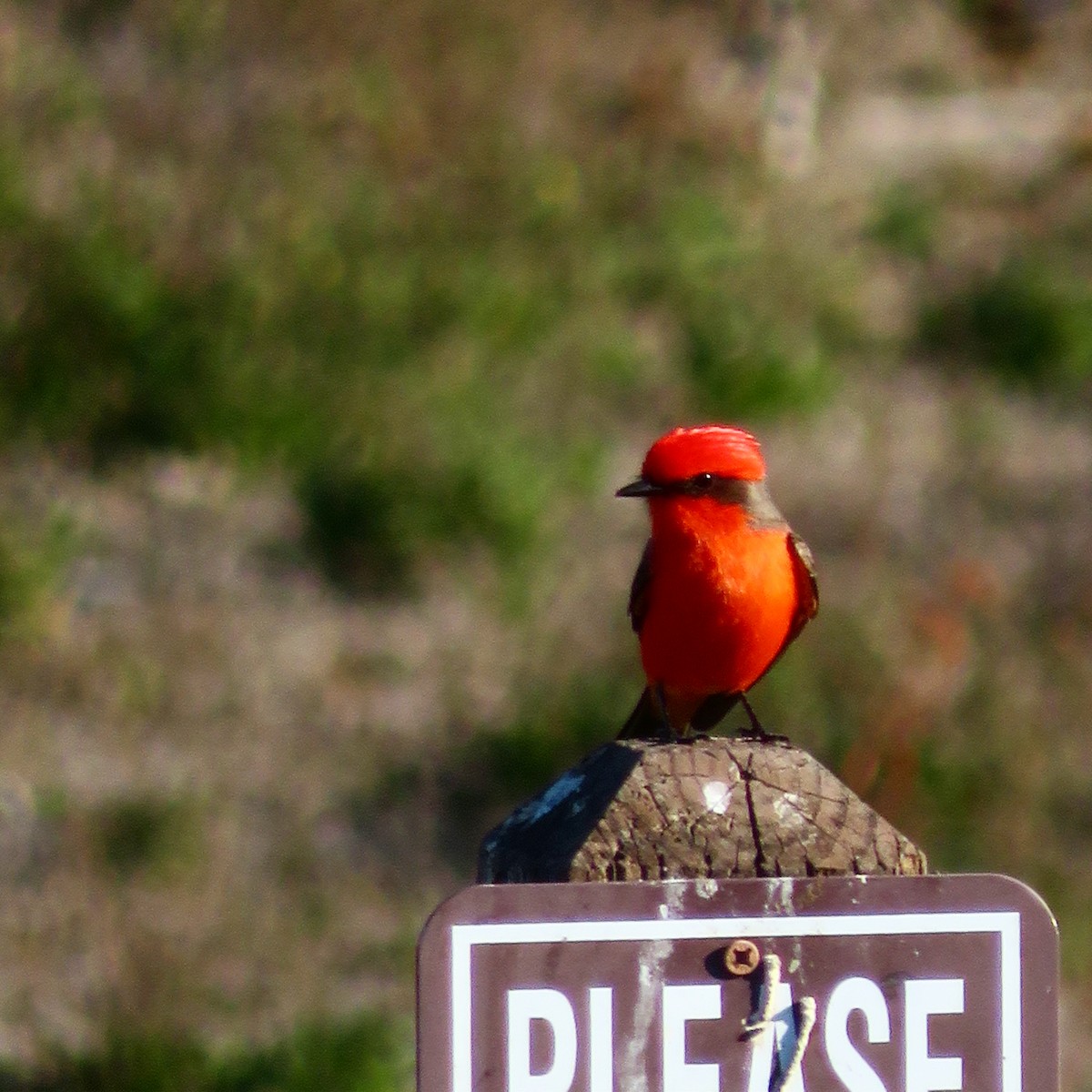 eBird Checklist - 10 Dec 2022 - IRWD San Joaquin Marsh & Wildlife ...