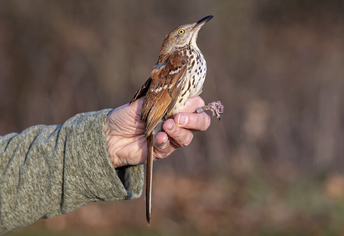eBird Checklist - 10 Apr 2024 - Sand Bluff Bird Observatory - 13 species