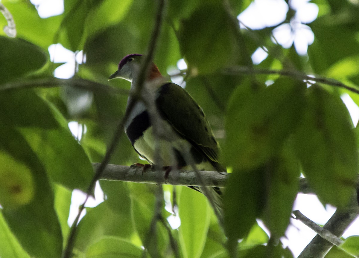 eBird Checklist - 4 Feb 2023 - Nine Mile Road, Julatten - 6 species