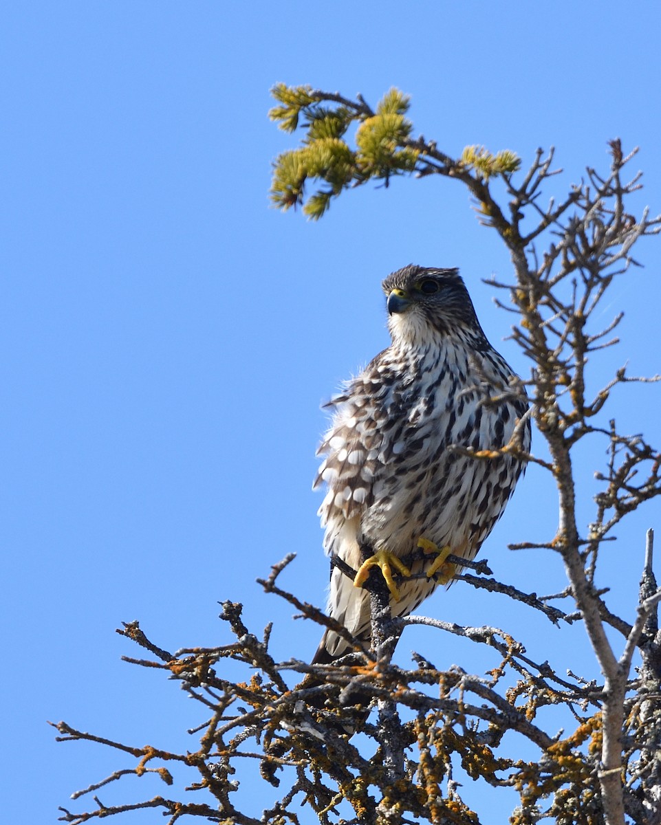 eBird Checklist - 10 Apr 2024 - 45 Labrie, Pointe-aux-Outardes - 13 species