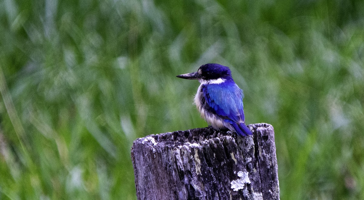 eBird Checklist - 25 Feb 2023 - McDougall Rd, Julatten - 8 species
