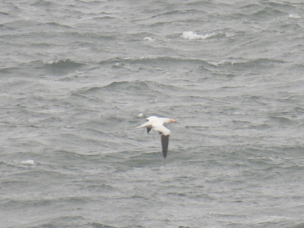 eBird Checklist - 10 Apr 2024 - Castle Rock - 15 species eBird Checklist - 10 Apr 2024 - Castle Rock - 15 species
