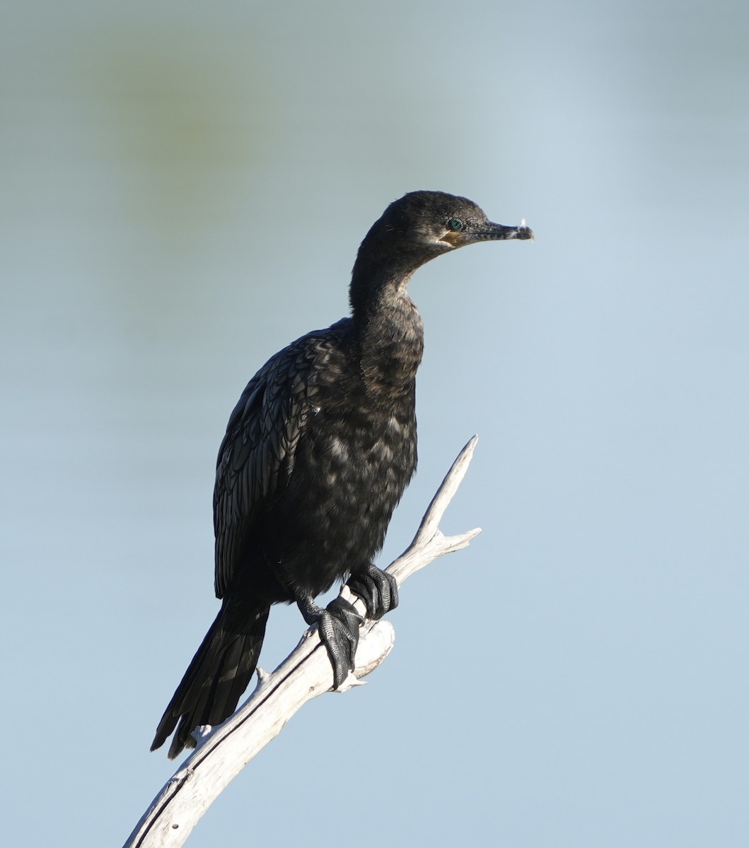 eBird Checklist - 10 Apr 2024 - Gilbert and Chandler Heights Rds. pond ...