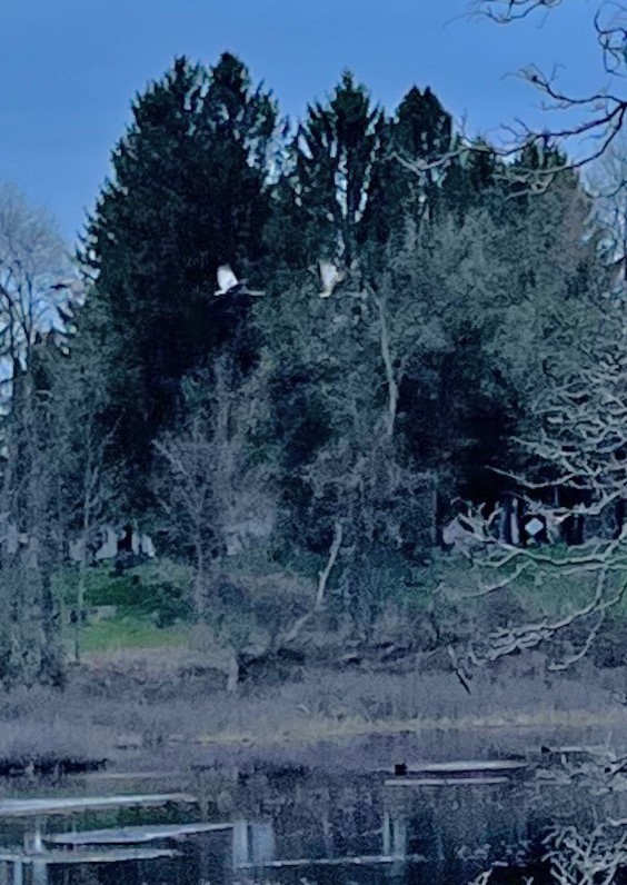 Pennsylvania Bird Atlas Checklist - 10 Apr 2024 - Edinboro Lake - 3 species