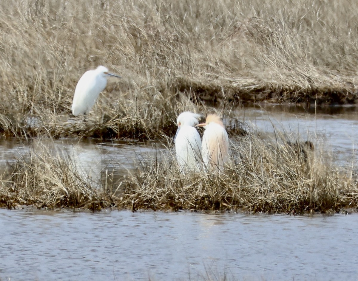 eBird Checklist - 10 Apr 2024 - Rt. 1A Salt Pans - 4 species