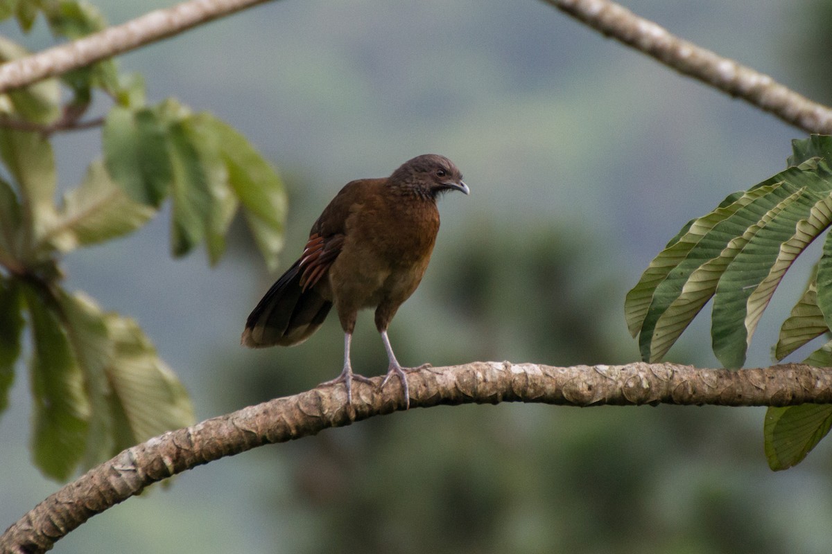 eBird Checklist - 27 Mar 2024 - Arenal Observatory Lodge - 27 species