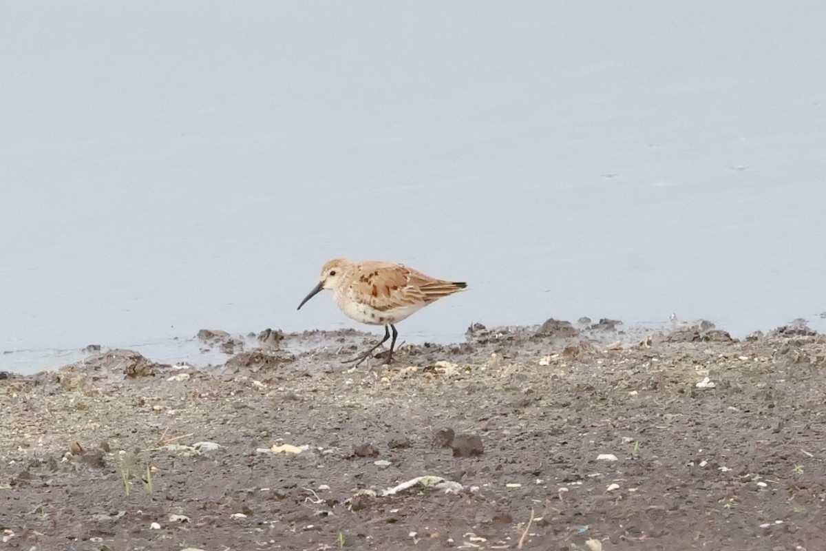 eBird Checklist - 10 Apr 2024 - Maynard C. Stiles WTP - 10 species