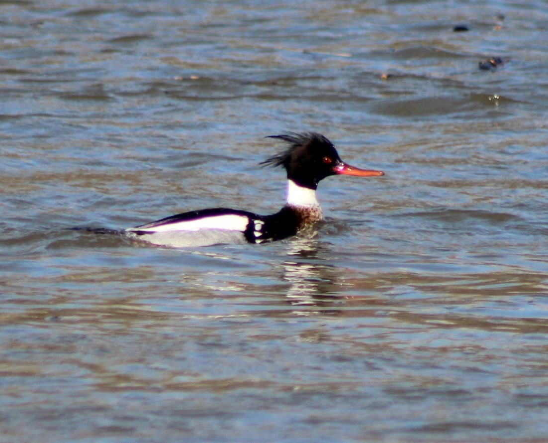 eBird Checklist - 6 Apr 2024 - C&O Canal--Cushwa Basin - 24 species