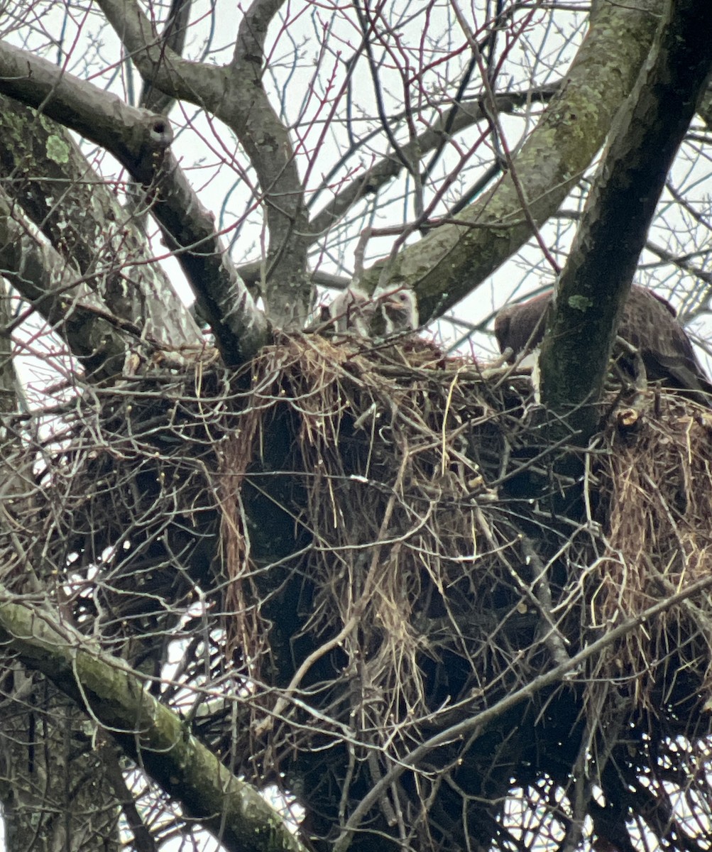 Pennsylvania Bird Atlas Checklist - 10 Apr 2024 - BAEA Nest 3012–3076 Edgecliff Rd, Lower ...