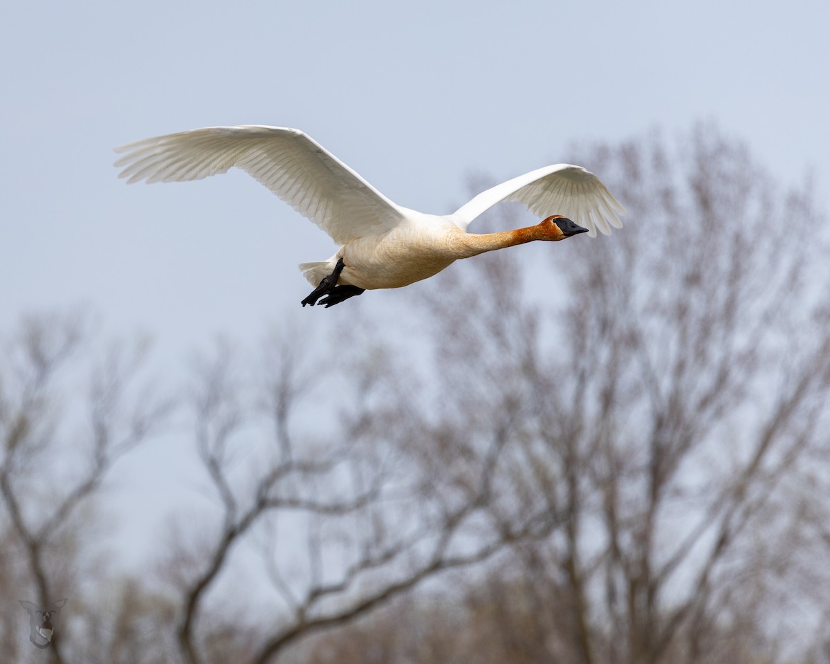 eBird Checklist - 10 Apr 2024 - Magee Marsh--Causeway Marshes (Ottawa ...