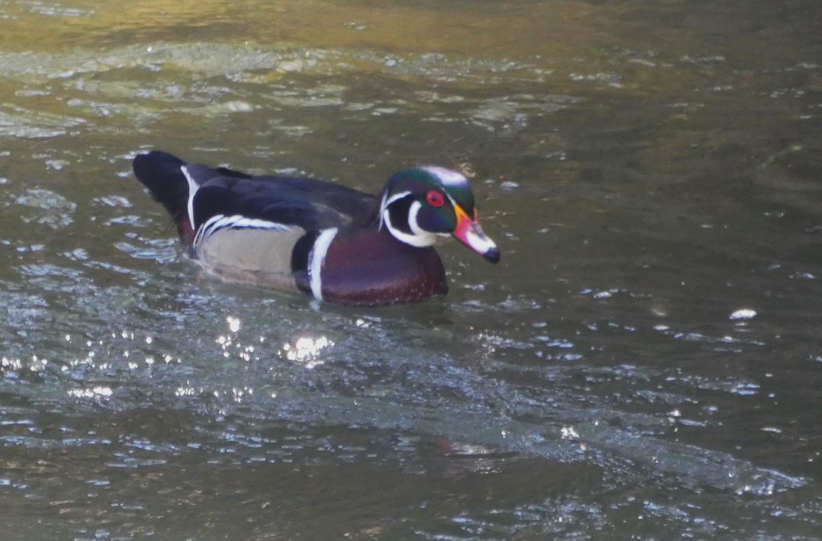 eBird Checklist - 10 Apr 2024 - Lake Pueblo SP--Valco Ponds - 45 species