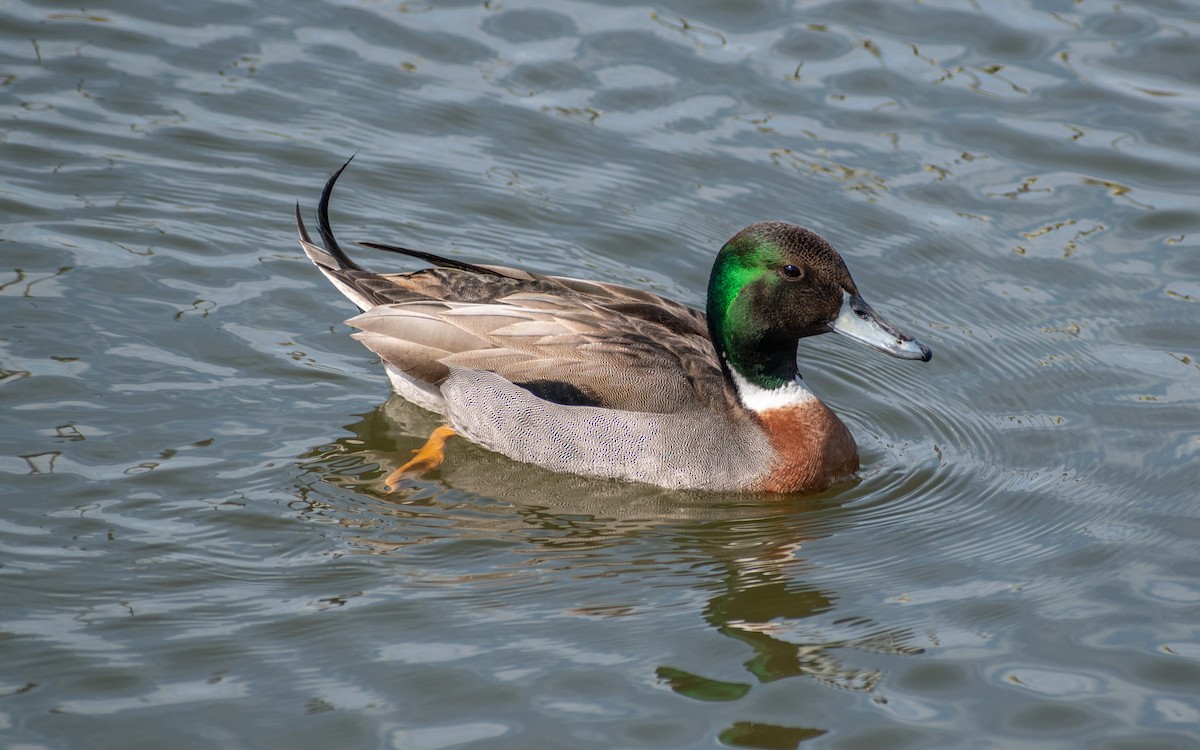 eBird Checklist - 10 Apr 2024 - Humboldt Park, Chicago - 13 species (+1 ...