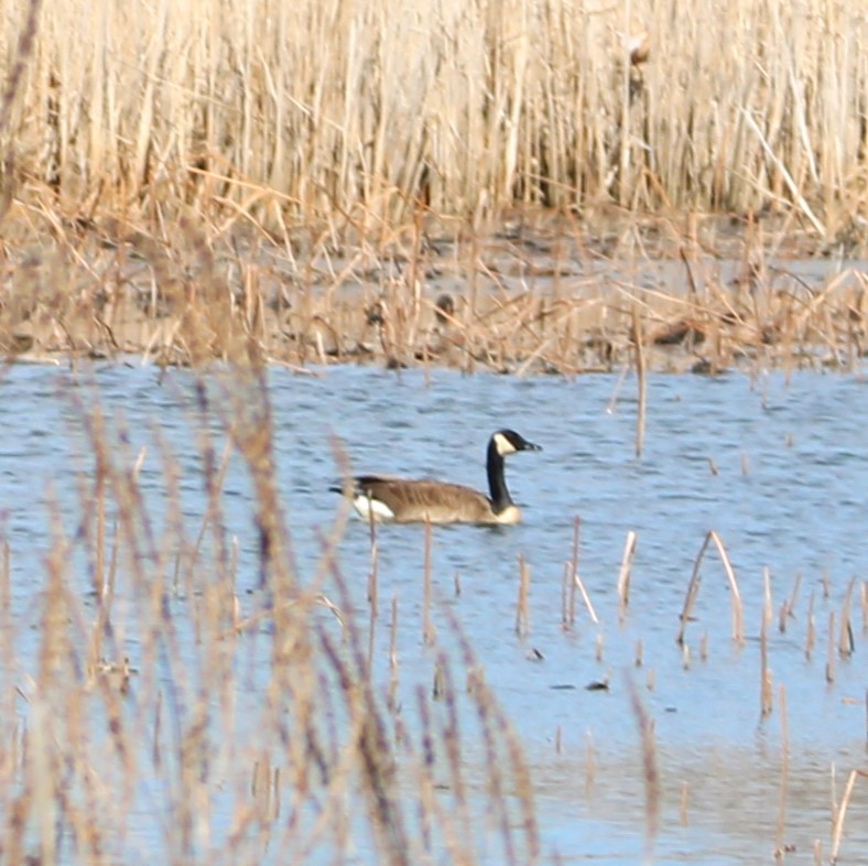 eBird Checklist - 6 Apr 2024 - MI, Monroe, Sterling SP Island - 11 species