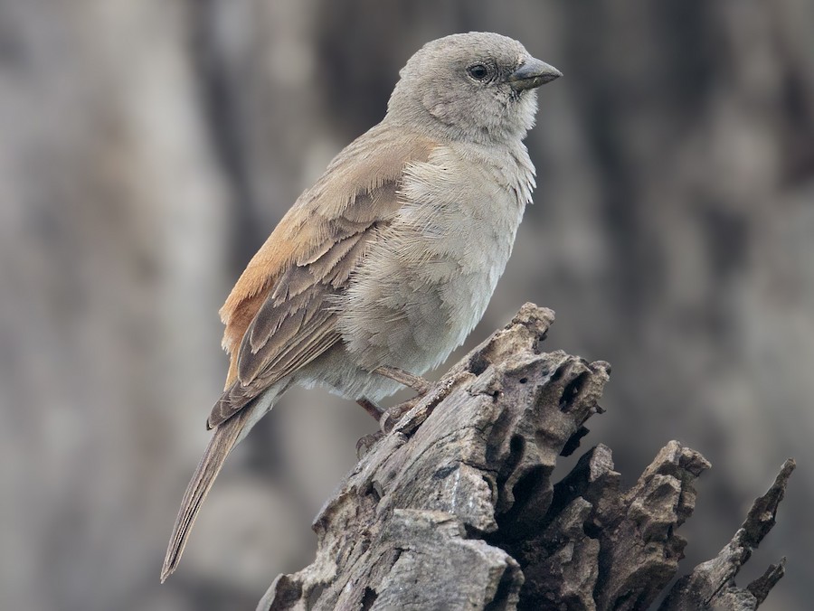 Swahili Sparrow - eBird