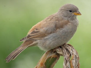 Swahili Sparrow - eBird