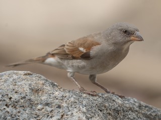 Swahili Sparrow - eBird
