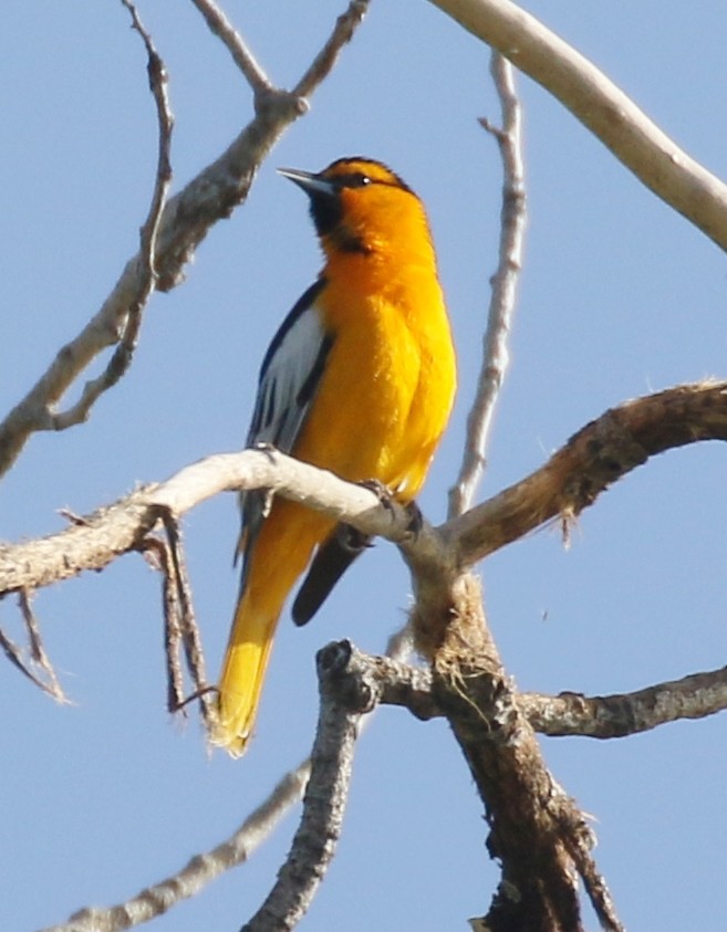 eBird Checklist - 10 Apr 2024 - Kutras Lake - 18 species
