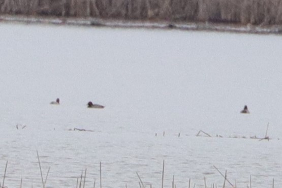 eBird Checklist - 11 Apr 2024 - Echo Bay--Hwy 17B Bridge - 17 species