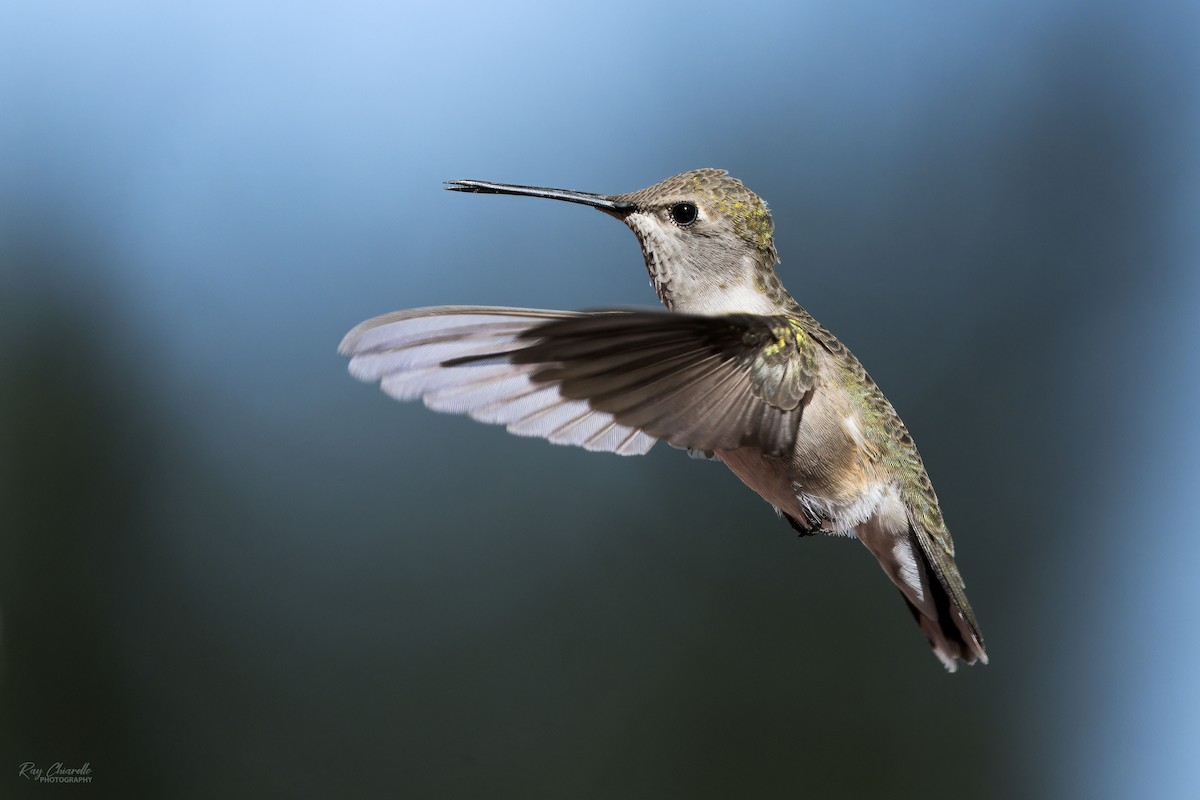 eBird Checklist - 11 Apr 2024 - Pine Ridge Way - 10 species