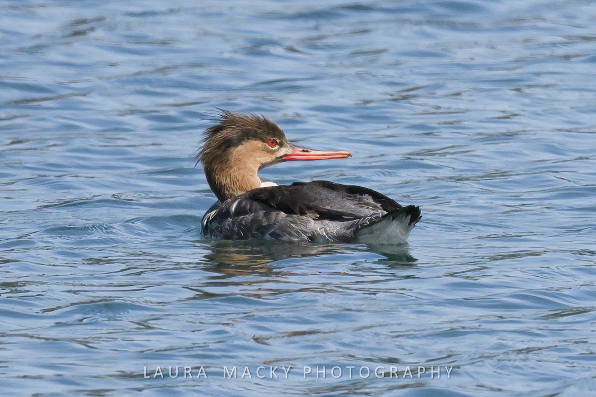 eBird Checklist - 10 Apr 2024 - Bodega Harbor--Spud Point and marina ...