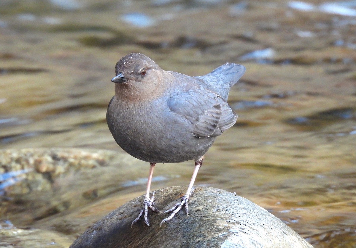 ML617230992 - American Dipper - Macaulay Library