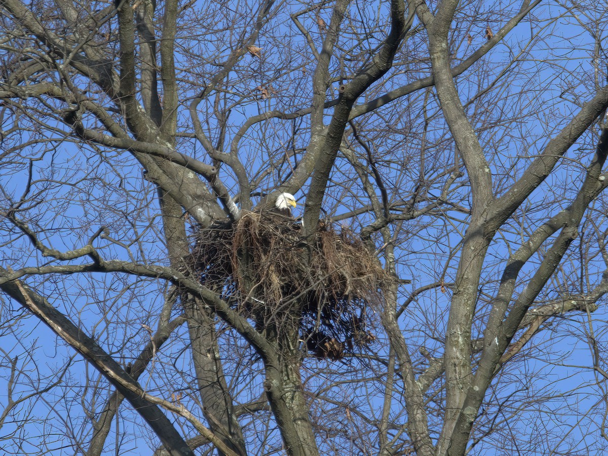 Pennsylvania Bird Atlas Checklist - 27 Mar 2024 - BAEA Nest 3012-3076 ...