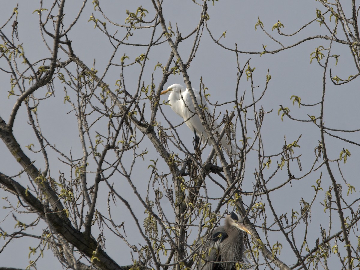 Pennsylvania Bird Atlas Checklist - 9 Apr 2024 - Six-mile Island - 26 species (+2 other taxa)