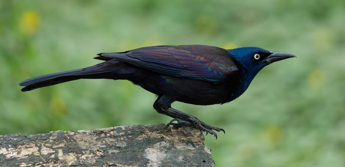 eBird Checklist - 11 Apr 2024 - Theodore Roosevelt Island - 33 species