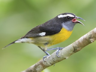 Reinita Común - eBird