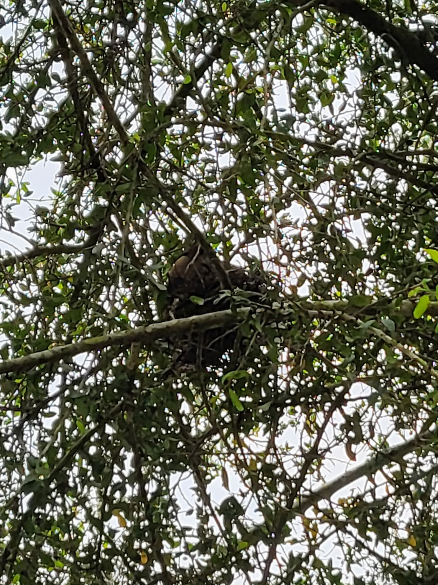 eBird Checklist - 11 Apr 2024 - New Materials Institute Bioconversion ...