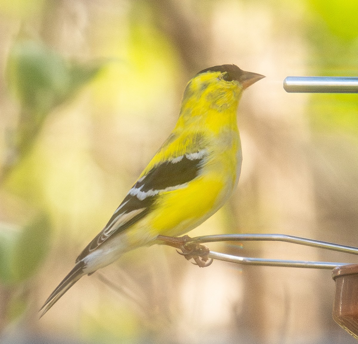 eBird Checklist - 11 Apr 2024 - My Yard and Neighborhood - 1 species