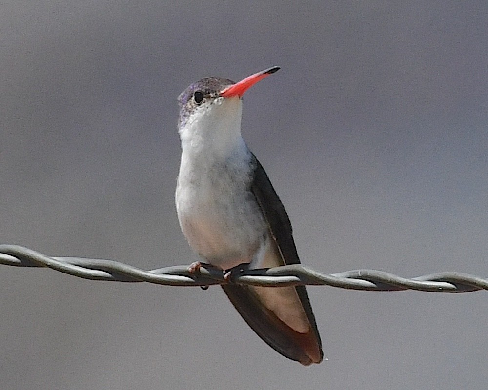 eBird Checklist - 11 Apr 2024 - Ron Morriss Park - 24 species